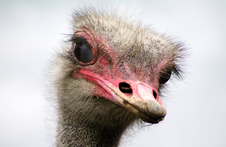 Ostriches & owls: s14(3) of the Limitation Act 1980
